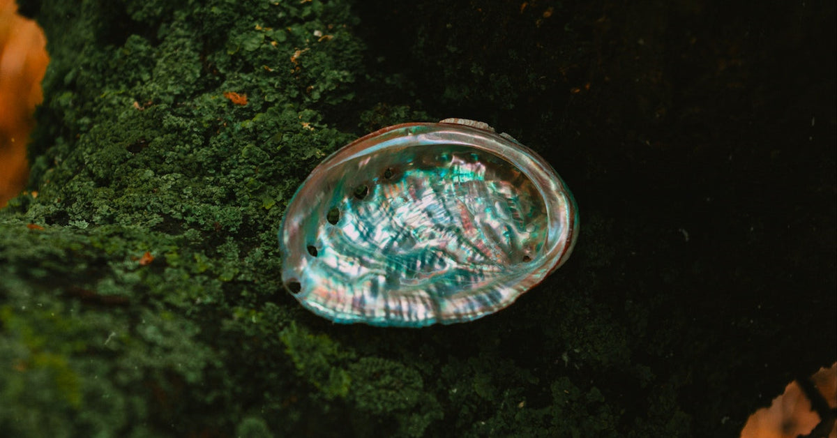 All About Abalone – STICKS & STONES JEWELRY